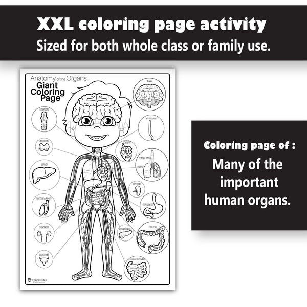 Human Anatomy Organs Extra Giant Coloring Page for kids Young N Refine ...