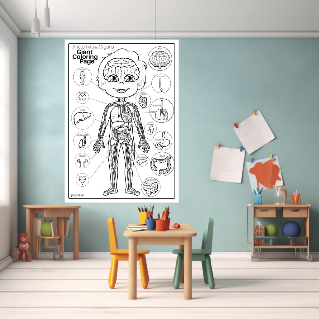 Human Anatomy Organs Extra Giant Coloring Page for kids Young N Refine ...